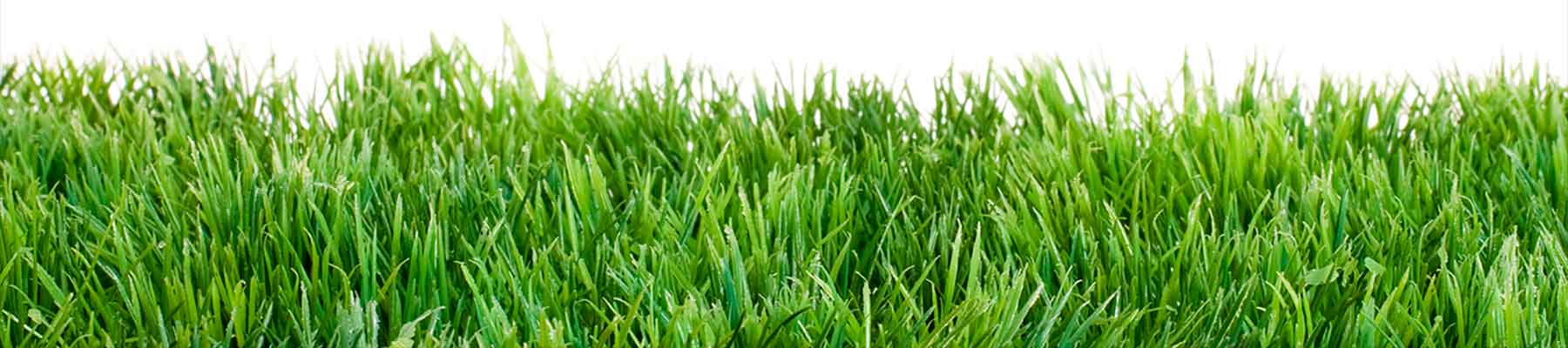 grass - Magnuson Sod